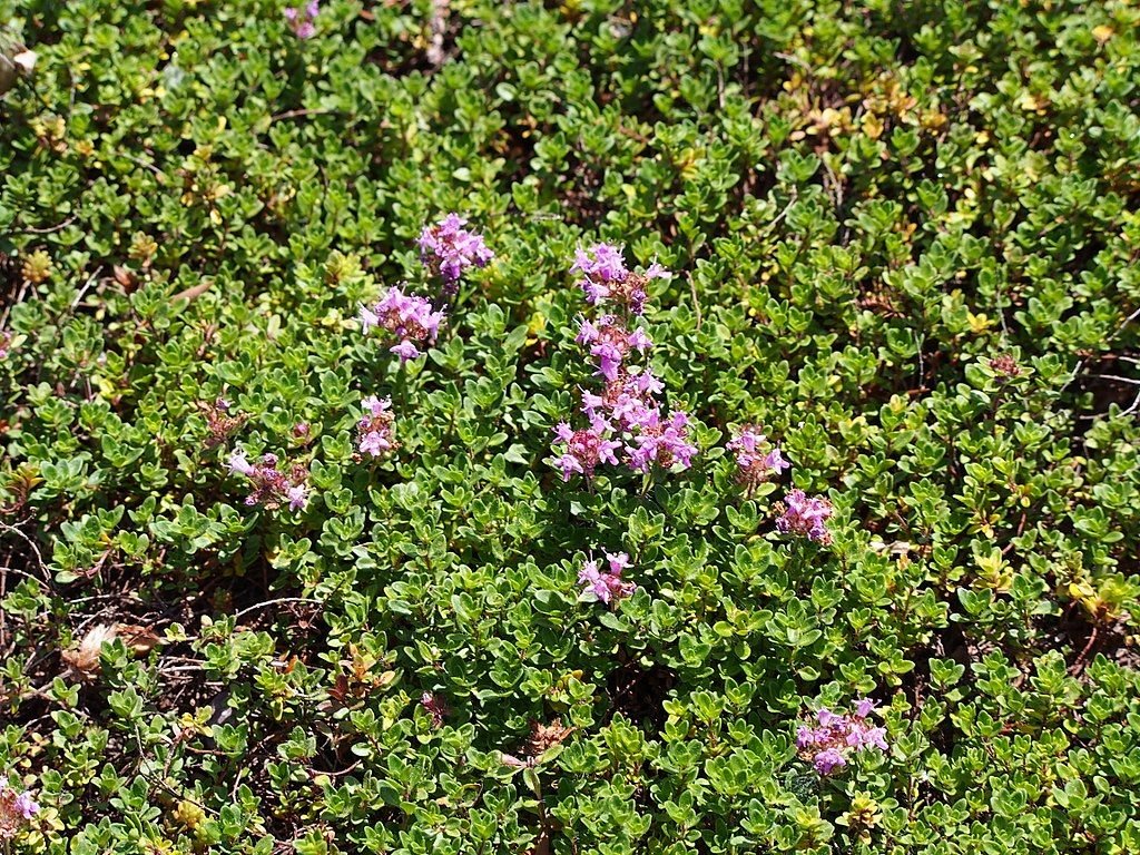 Thyme Coccineus Group (Thymus Coccineus Group) - growing guides