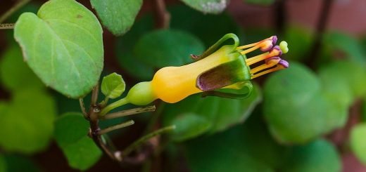 Fuchsia 'Autumnale' - growing guides