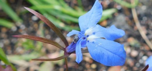 Trailing lobelia 'Cambridge Blue' (Lobelia erinus 'Cambridge Blue ...