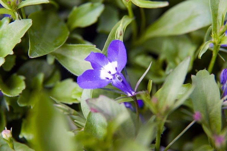 Trailing lobelia 'Riviera Blue Eyes' (Lobelia erinus 'Riviera Blue Eyes ...