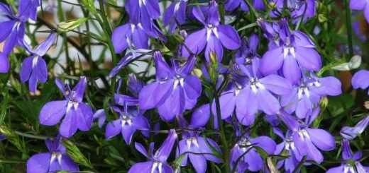 Trailing lobelia 'Cambridge Blue' (Lobelia erinus 'Cambridge Blue ...