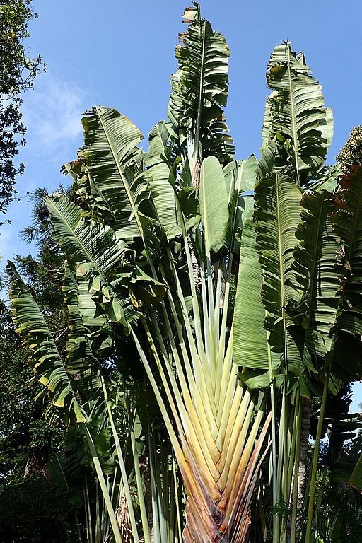 Traveller's tree (Ravenala madagascariensis) - growing guides