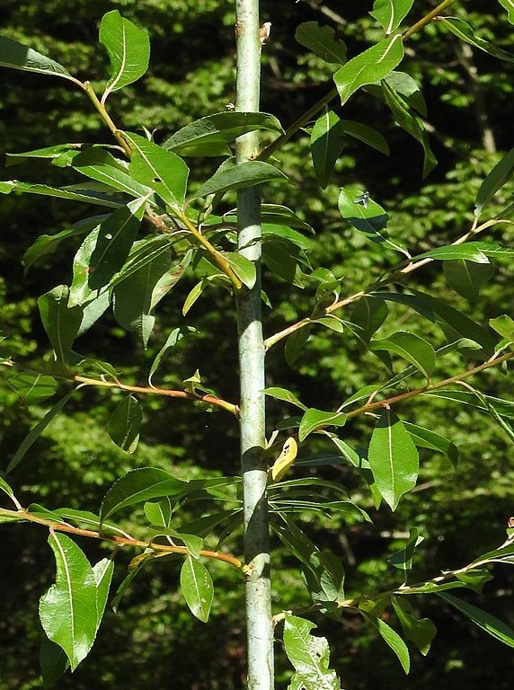 Violet willow (Salix daphnoides) - growing guides