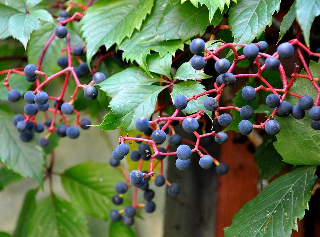 Virginia creeper (Parthenocissus quinquefolia) - growing guides