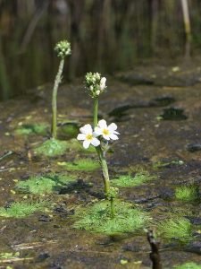 Water violet (Hottonia palustris) - growing guides