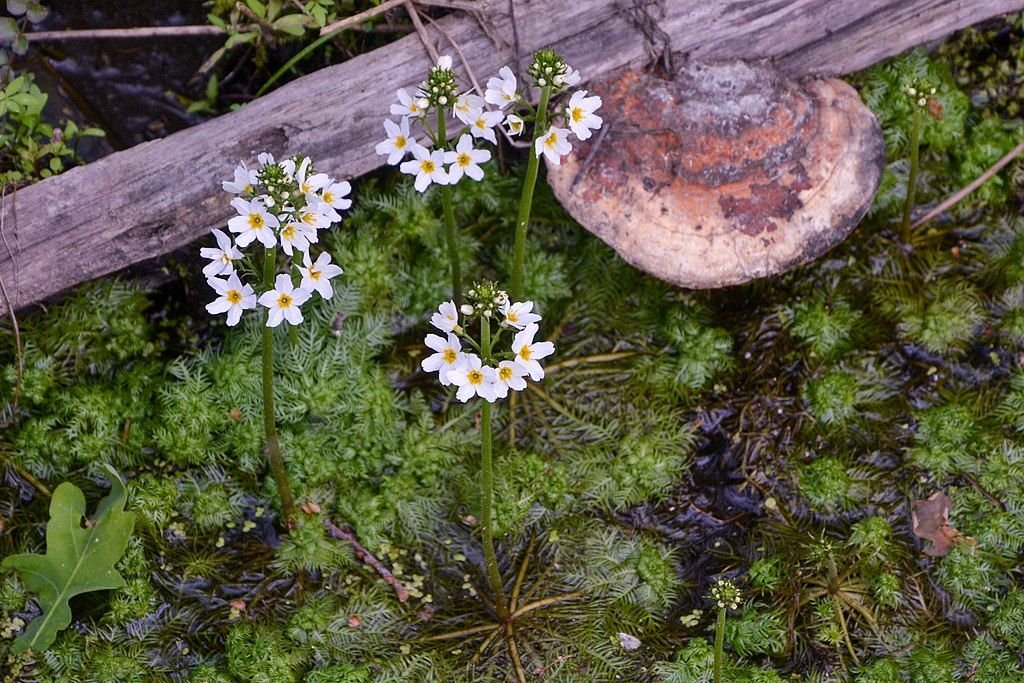 Water violet (Hottonia palustris) - growing guides