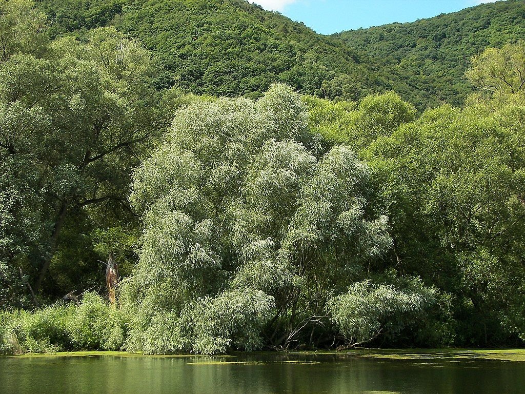 White willow (Salix alba) - growing guides