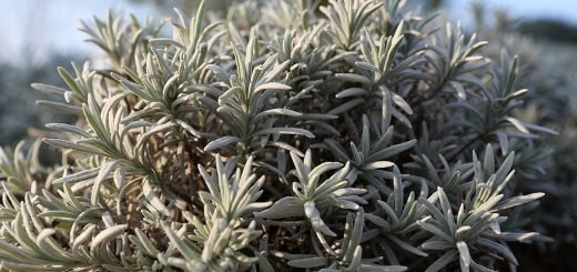 Egyptian lavender (Lavandula multifida) - growing guides