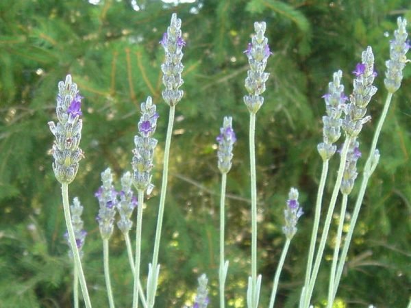 Woolly lavender (Lavandula lanata) - growing guides