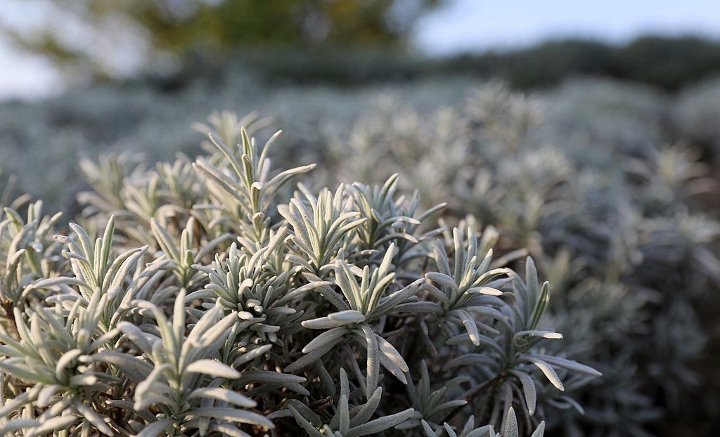 Woolly lavender (Lavandula lanata) - growing guides