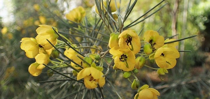 Senna Genus - Dear Plants