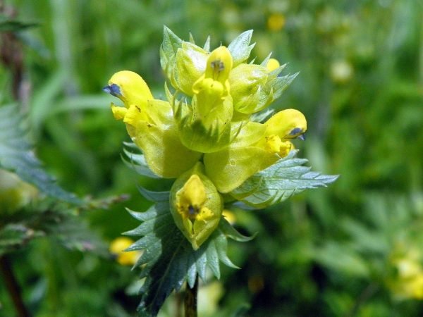 Yellow rattle (Rhinanthus minor) - growing guides