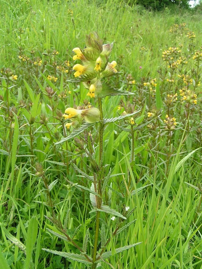 Yellow rattle (Rhinanthus minor) - growing guides