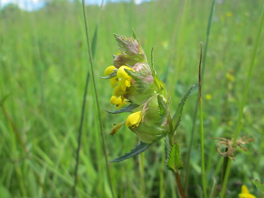 Yellow rattle (Rhinanthus minor) - growing guides