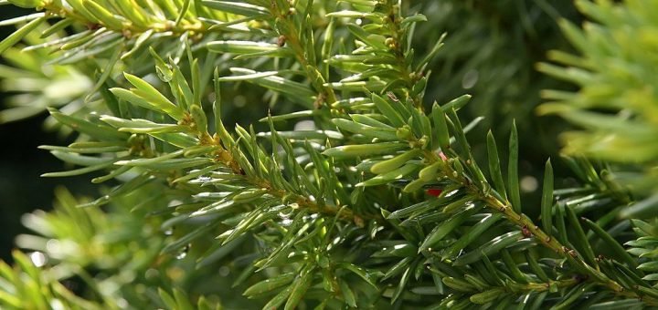 Taxus Genus - Dear Plants