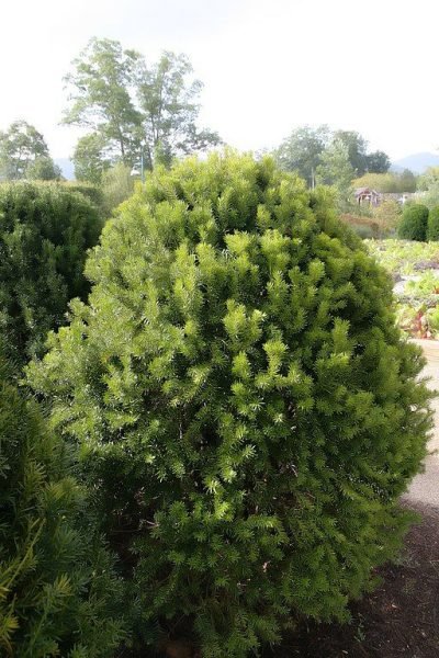 Yew 'Hicksii' (Taxus × media 'Hicksii') - growing guides
