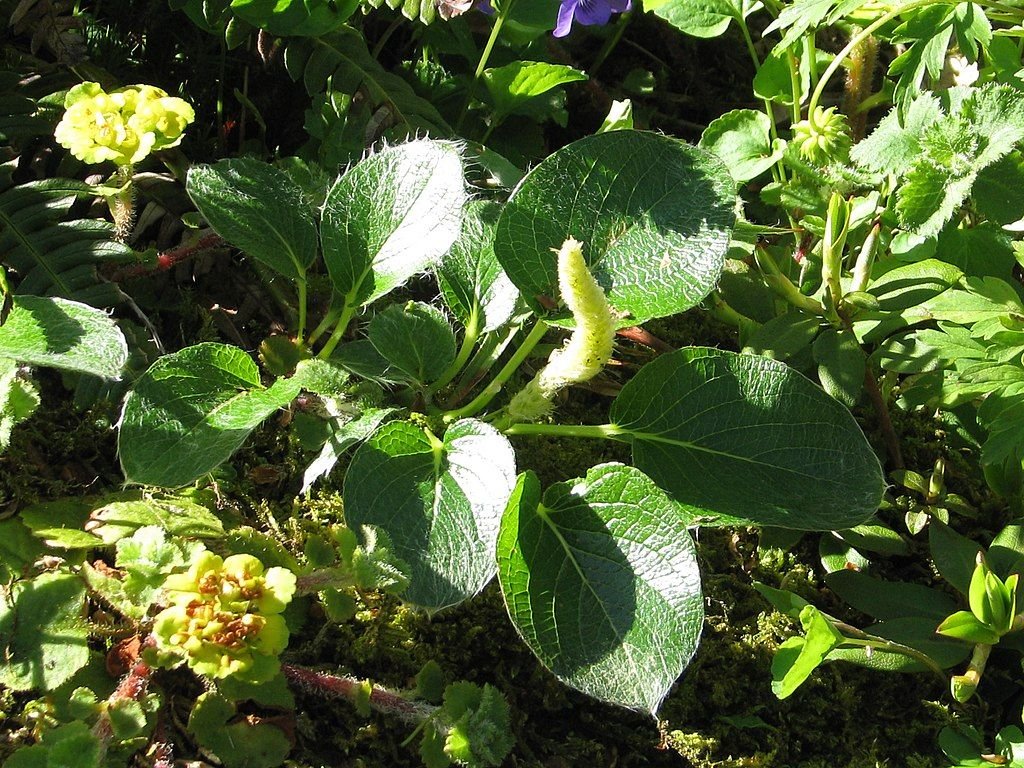 Yezo dwarf willow (Salix nakamurana var. yezoalpina) - growing guides