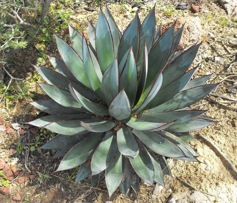 Agave 'Blue Glow' - growing guides