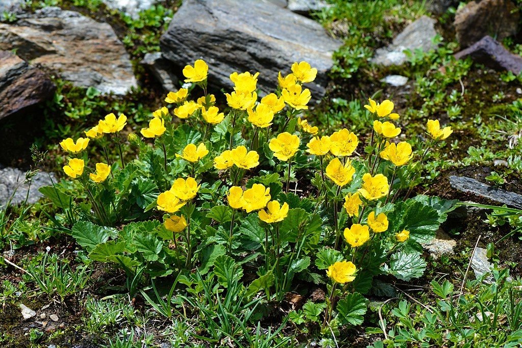 Alpine avens (Geum montanum) - growing guides