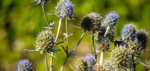 Blue eryngo (Eryngium planum) - growing guides