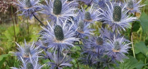Sea eryngo (Eryngium maritimum) - growing guides