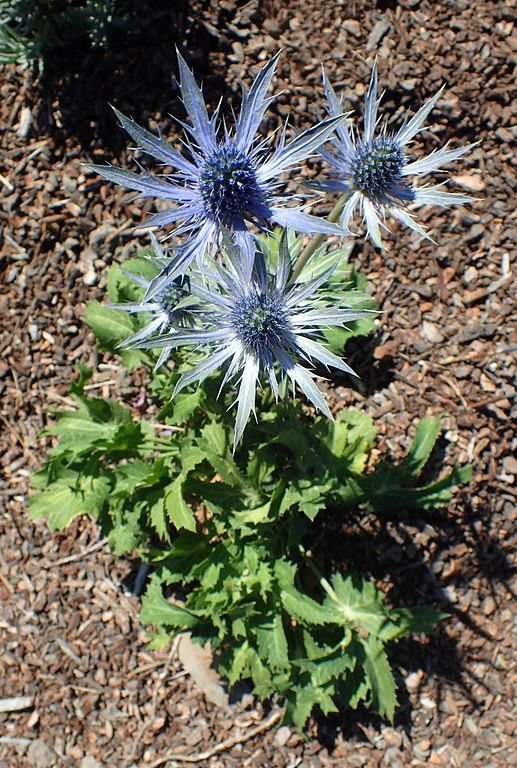 Amethyst sea holly (Eryngium amethystinum) - growing guides