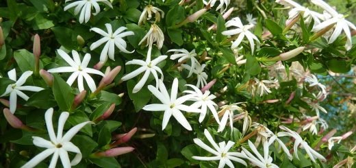 Arabian jasmine (Jasminum sambac) - growing guides