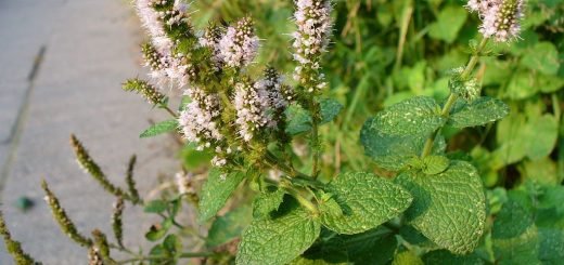 Pineapple mint (Mentha suaveolens 'Variegata') - growing guides