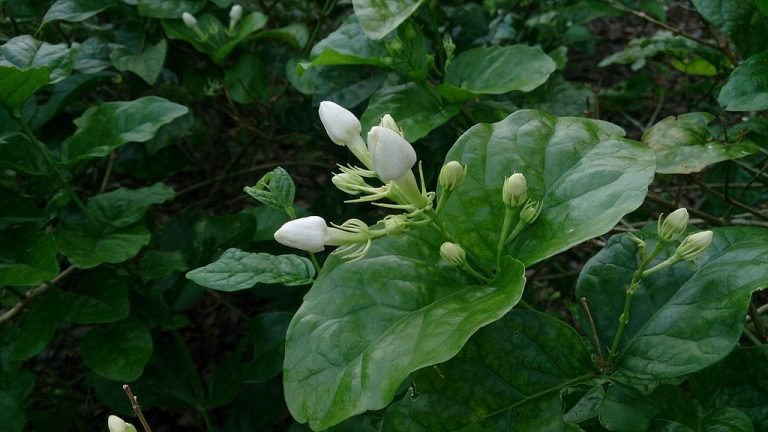 Arabian jasmine (Jasminum sambac) - growing guides