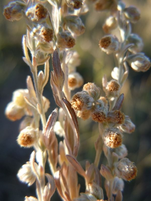 Arctic sage (Artemisia frigida) - growing guides