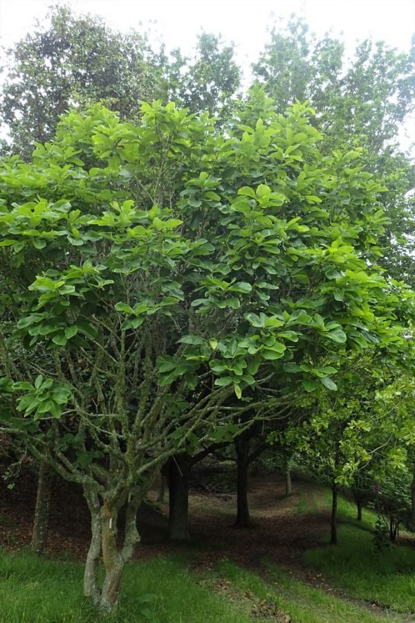 Armenian oak (Quercus pontica) - growing guides