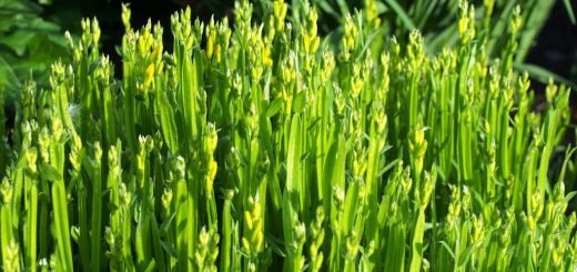 Lydian broom (Genista lydia) - growing guides