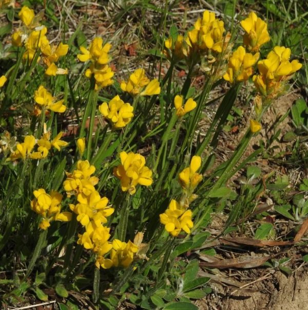 Arrow-jointed broom (Genista sagittalis) - growing guides