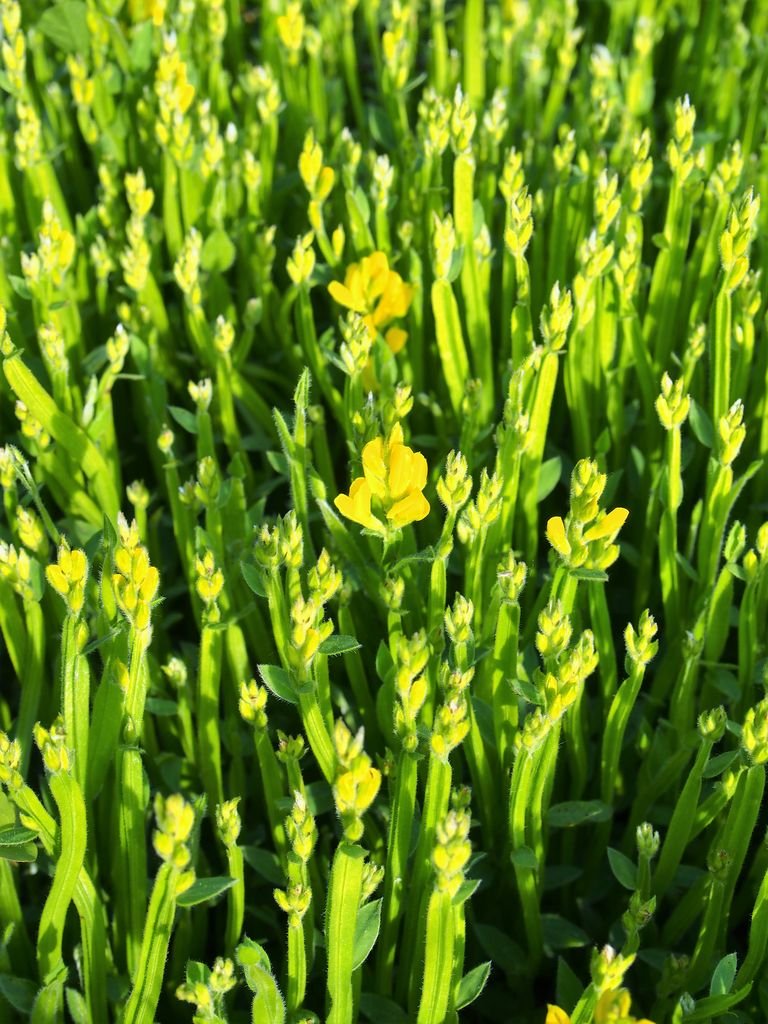 Arrow-jointed broom (Genista sagittalis) - growing guides