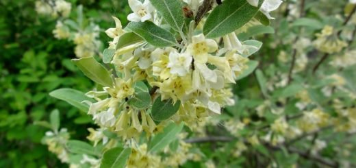 Oleaster (Elaeagnus angustifolia) - growing guides