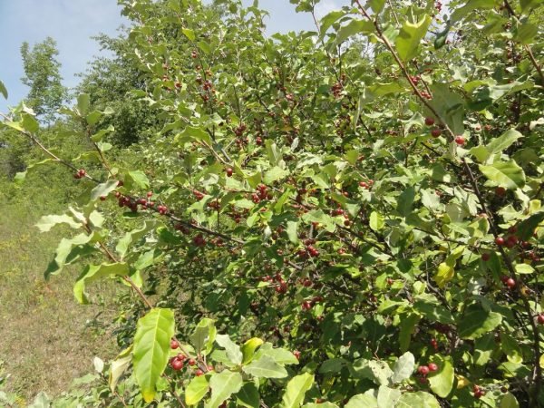 Autumn oleaster (Elaeagnus umbellata) - growing guides