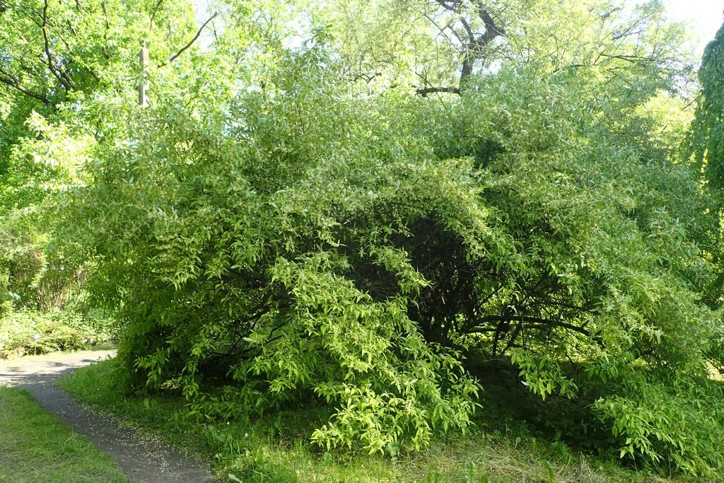 Autumn oleaster (Elaeagnus umbellata) - growing guides