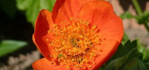 Wood avens (Geum urbanum) - growing guides