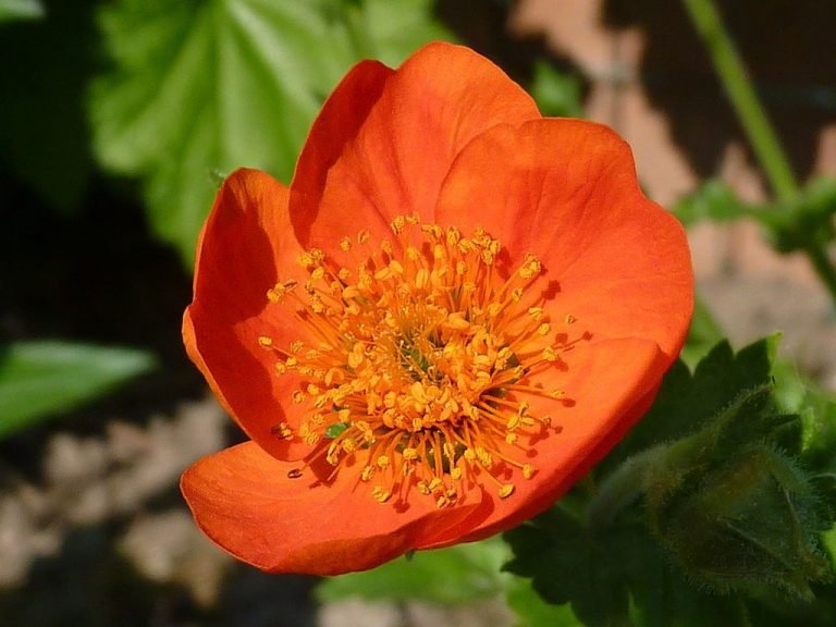 Avens 'Cooky' (Geum coccineum 'Cooky') - growing guides