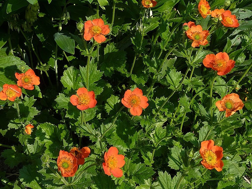 Avens 'Cooky' (Geum coccineum 'Cooky') - growing guides