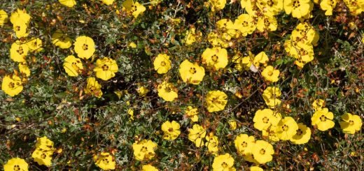 Halimium calycinum - growing guides