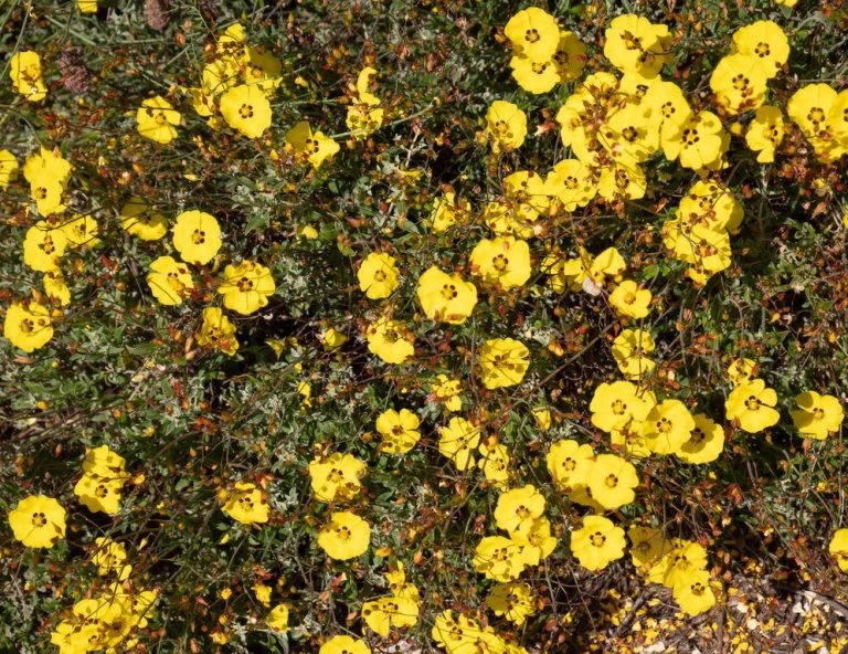 Basil-leaved rockrose (Halimium ocymoides) - growing guides