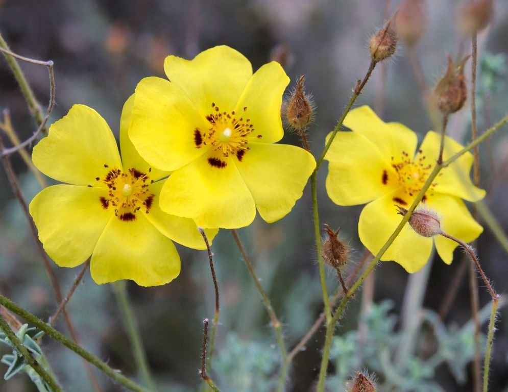 Basil-leaved rockrose (Halimium ocymoides) - growing guides