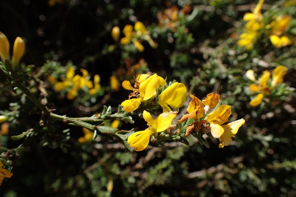 Bean's broom (Cytisus × beanii) - growing guides