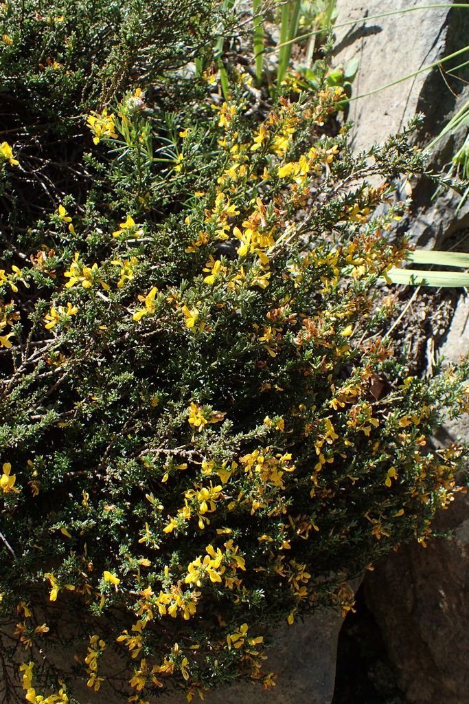 Bean's broom (Cytisus × beanii) - growing guides