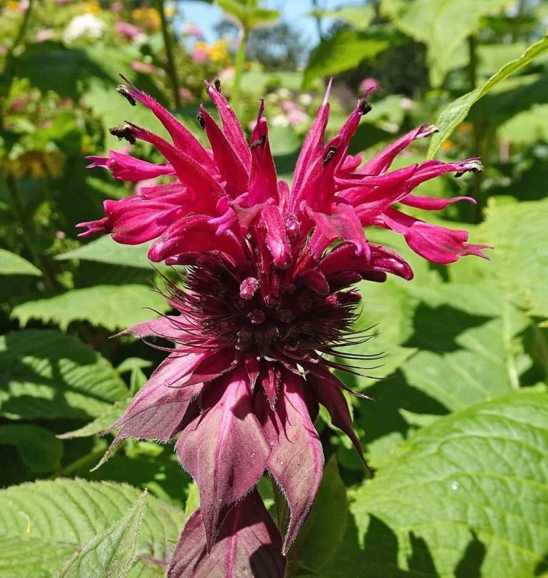 Bergamot 'Cambridge Scarlet' (Monarda 'Cambridge Scarlet') - growing guides