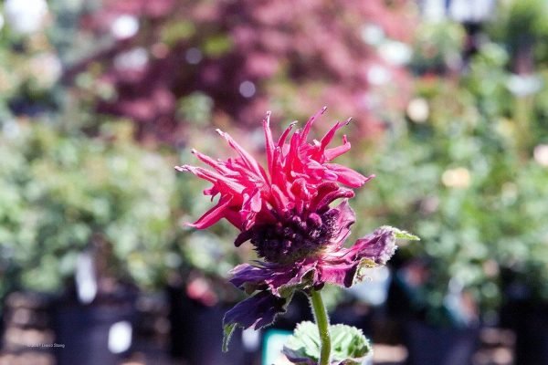Bergamot 'Fireball' (Monarda 'Fireball') - growing guides