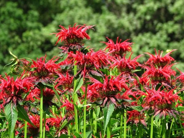 Bergamot 'Squaw' (Monarda 'Squaw') - growing guides