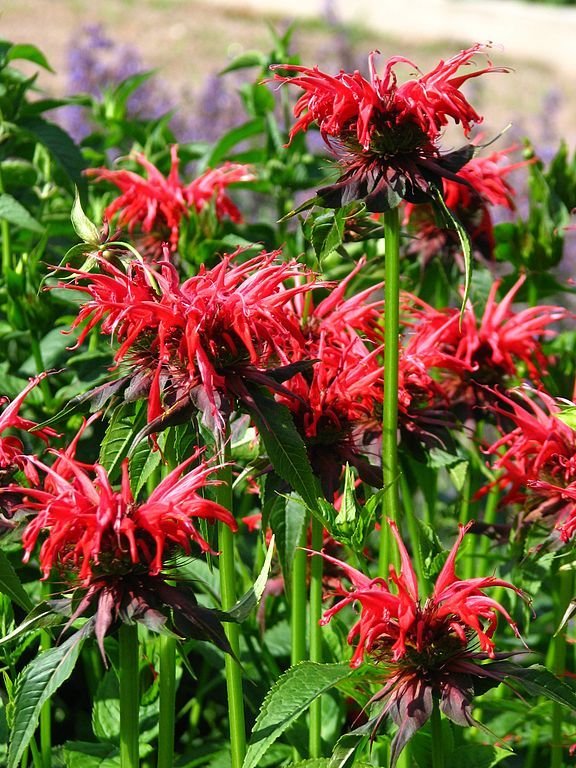 Bergamot 'Squaw' (Monarda 'Squaw') - growing guides