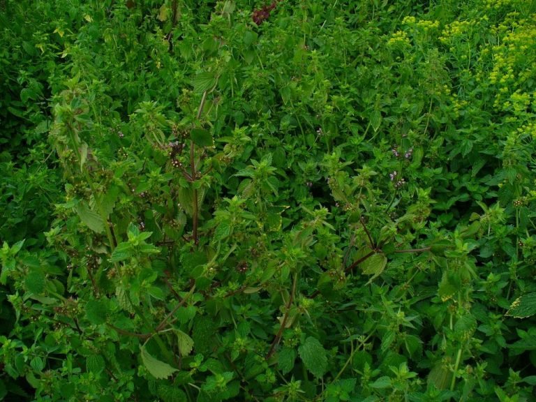 Black horehound (Ballota nigra) - growing guides